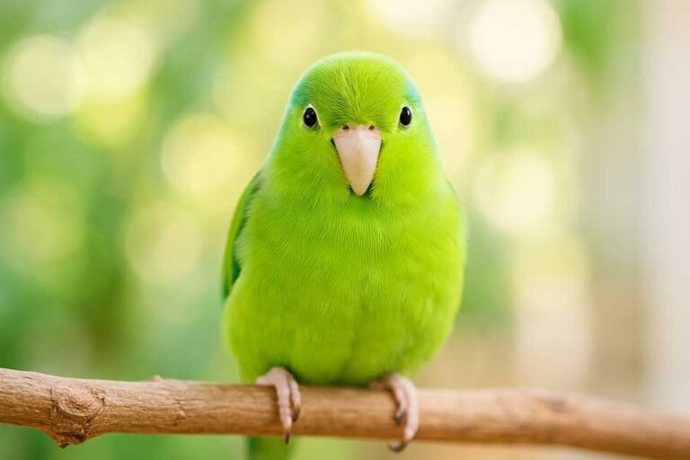 The Pocket Parrot: A Comprehensive Parrotlet Care Guide for New Owners ...